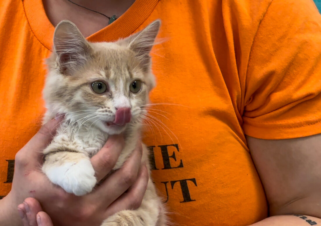 ‘Happy and safe’: SPCA looking for foster homes in midst of ‘kitten season’ | News, Sports, Jobs ...